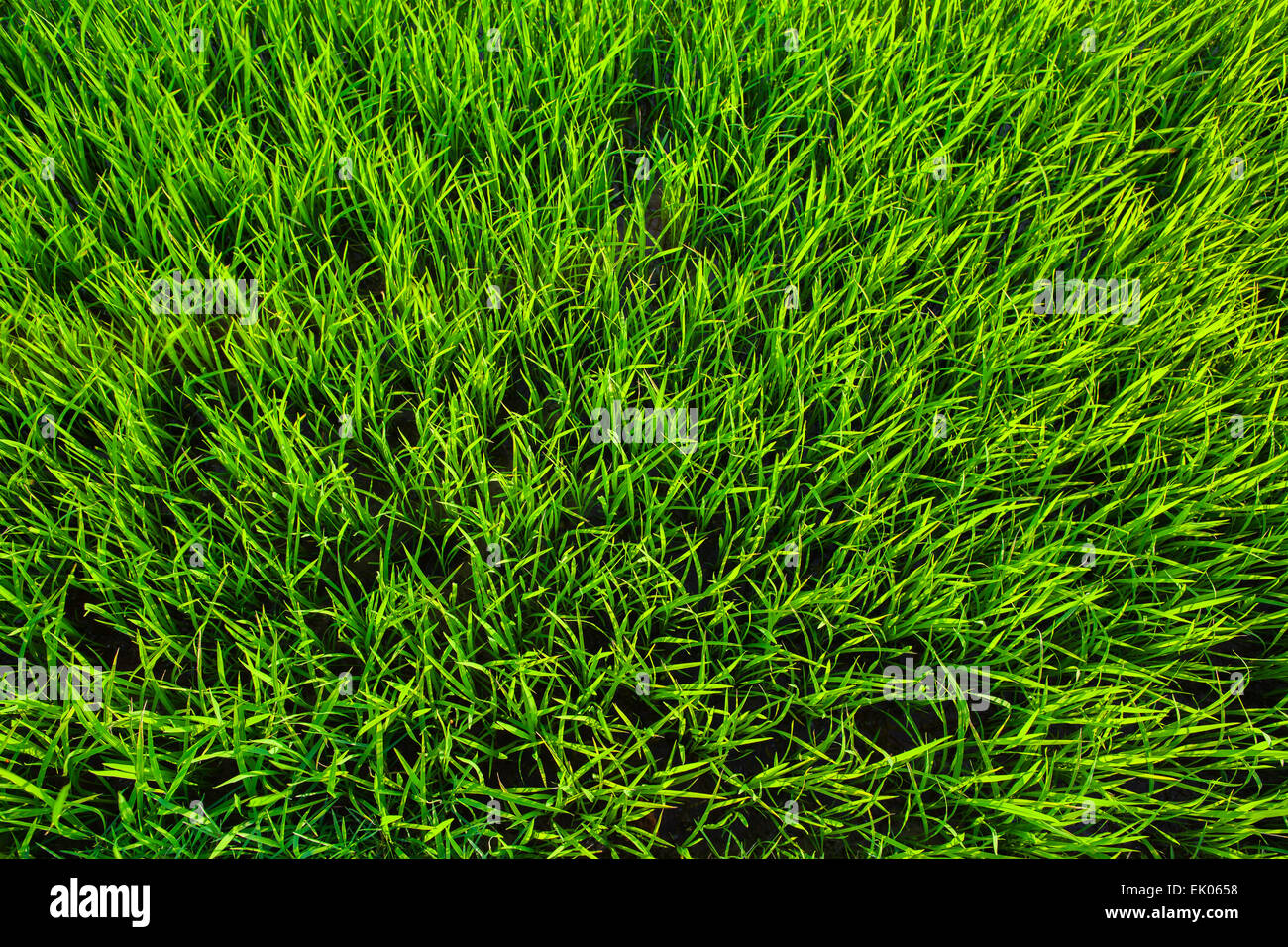 green grass rice texture background closeup Stock Photo - Alamy