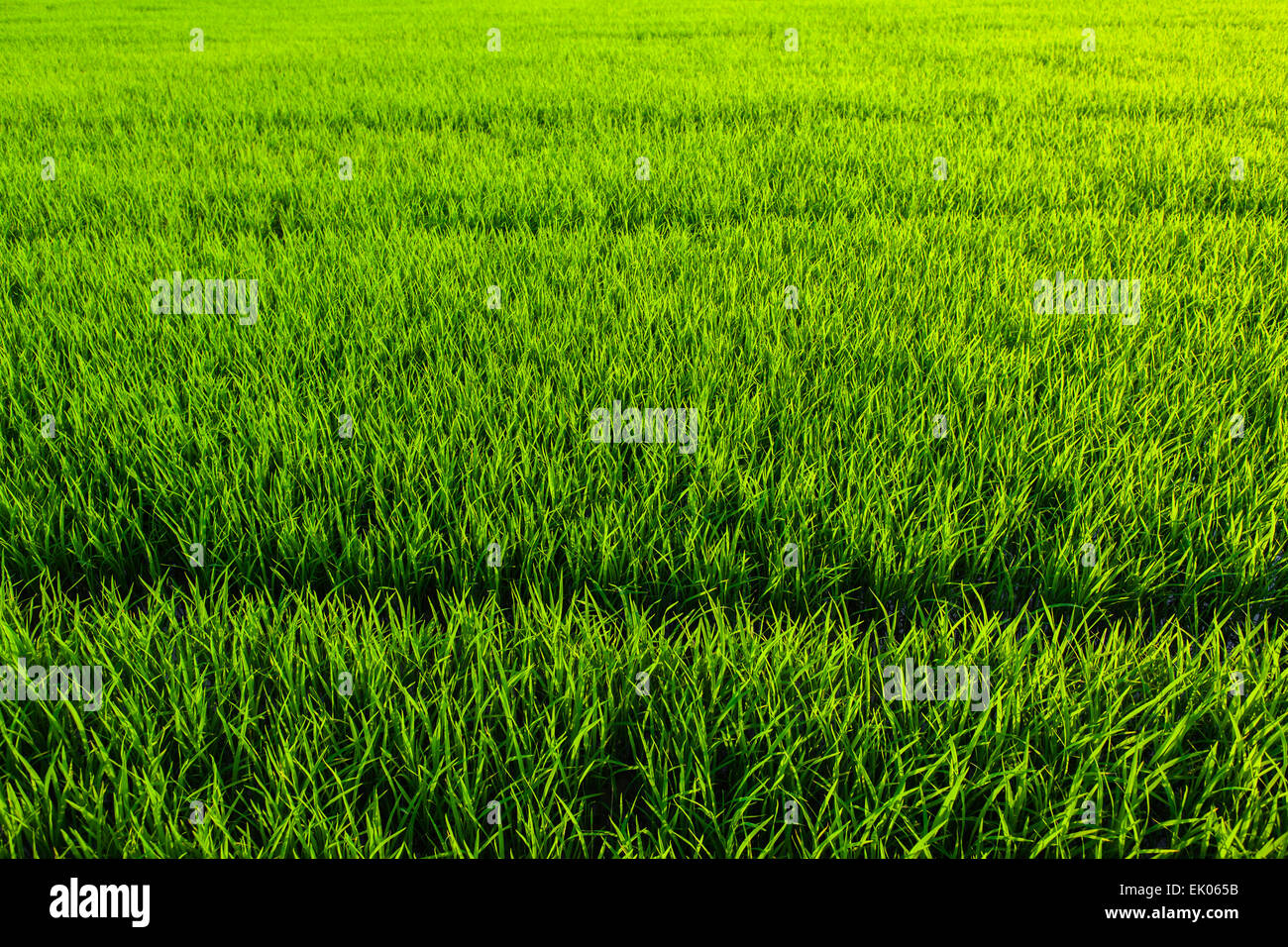 green grass rice texture background closeup Stock Photo - Alamy