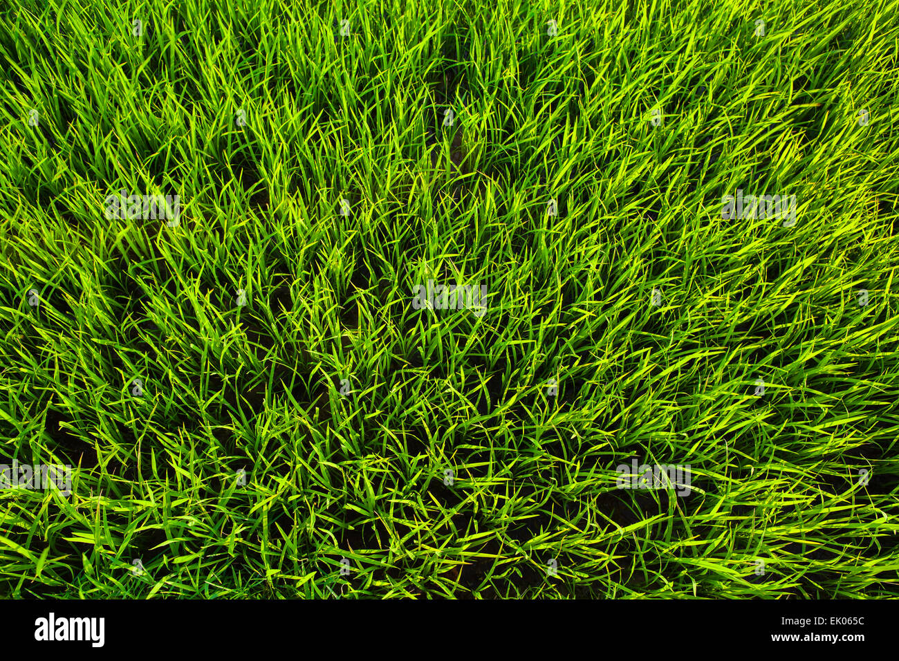 green grass rice texture background closeup Stock Photo - Alamy