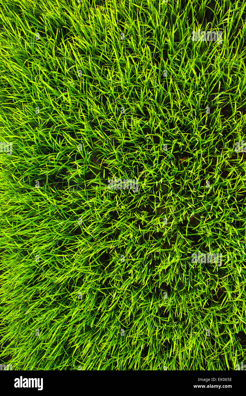 green grass rice texture background closeup Stock Photo - Alamy