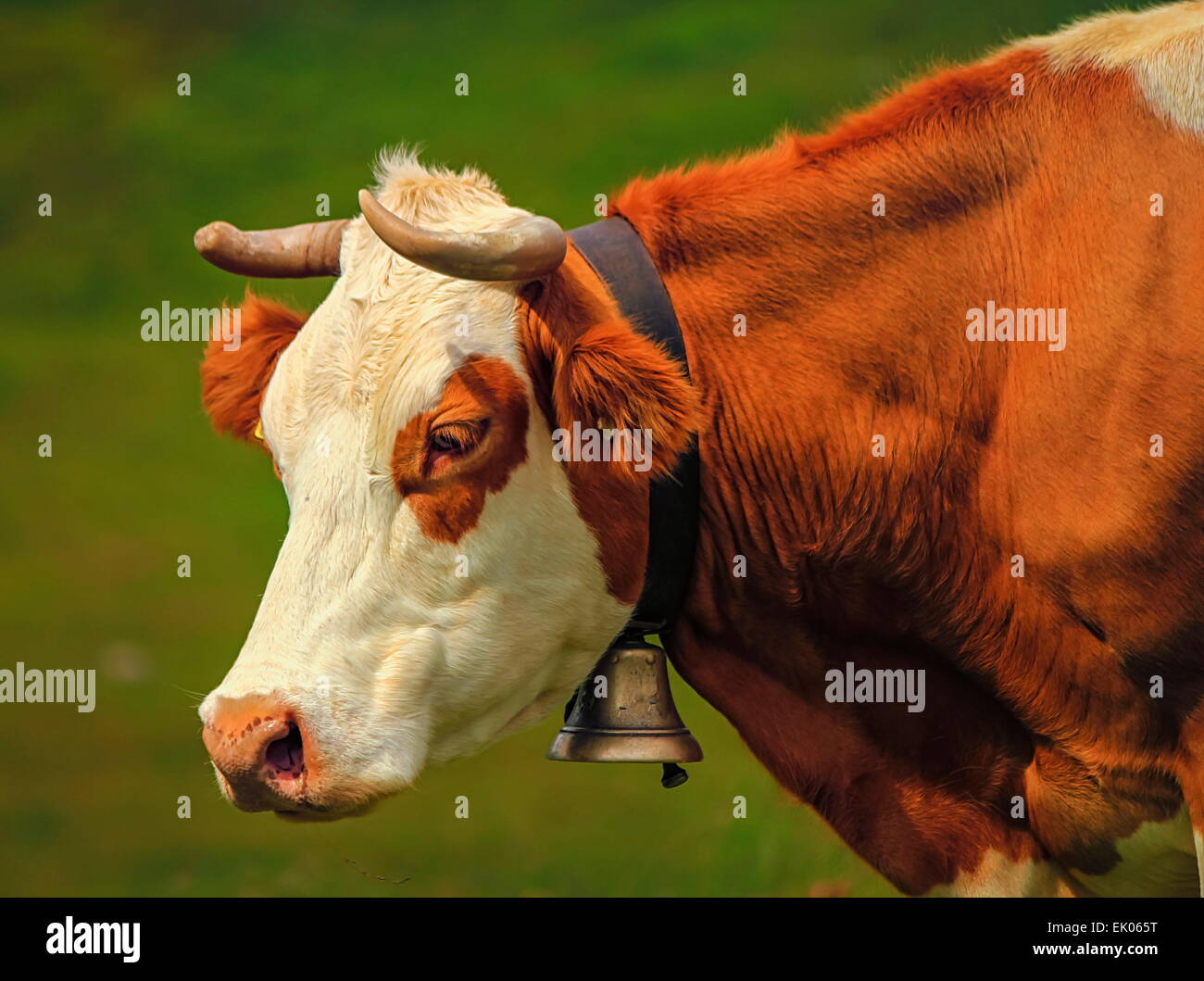 Profile Of A Cow High Resolution Stock Photography and Images - Alamy