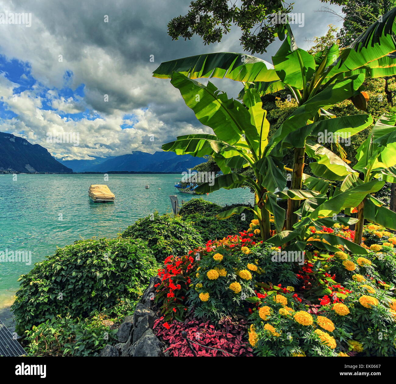 Switzerland palm tree hi-res stock photography and images - Alamy