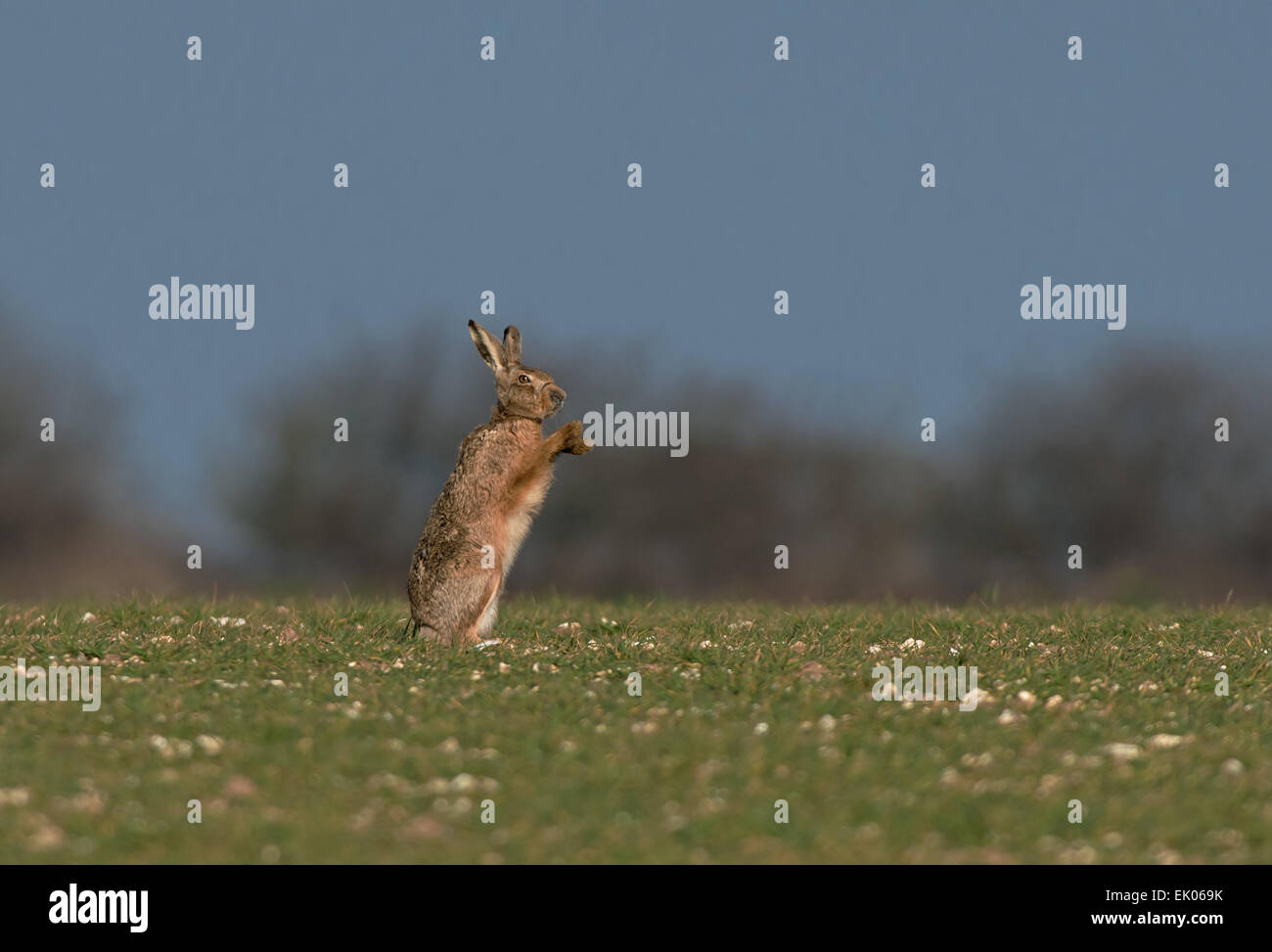 European Brown (Common) Hare- Lepus europaeus, Spring. Uk Stock Photo ...