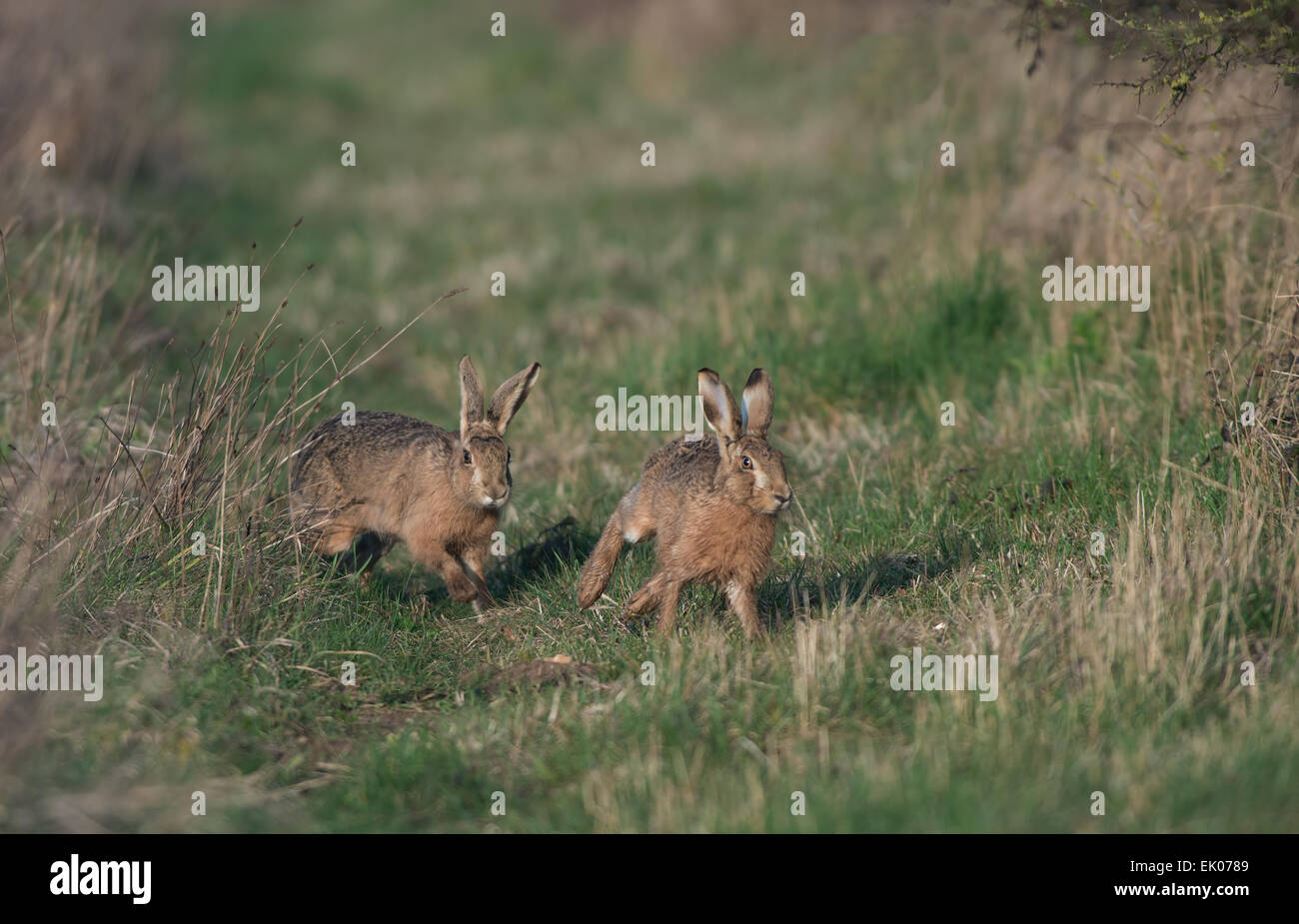 European Brown (Common) Hares- Lepus europaeus, Spring. Uk Stock Photo ...