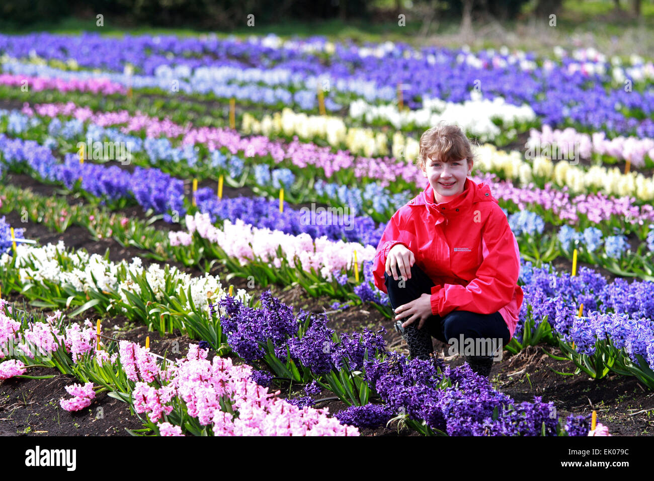 Hyacinth grower Alan Shipp . . Cambridge, UK . . 02.04.2015 Georgia ...