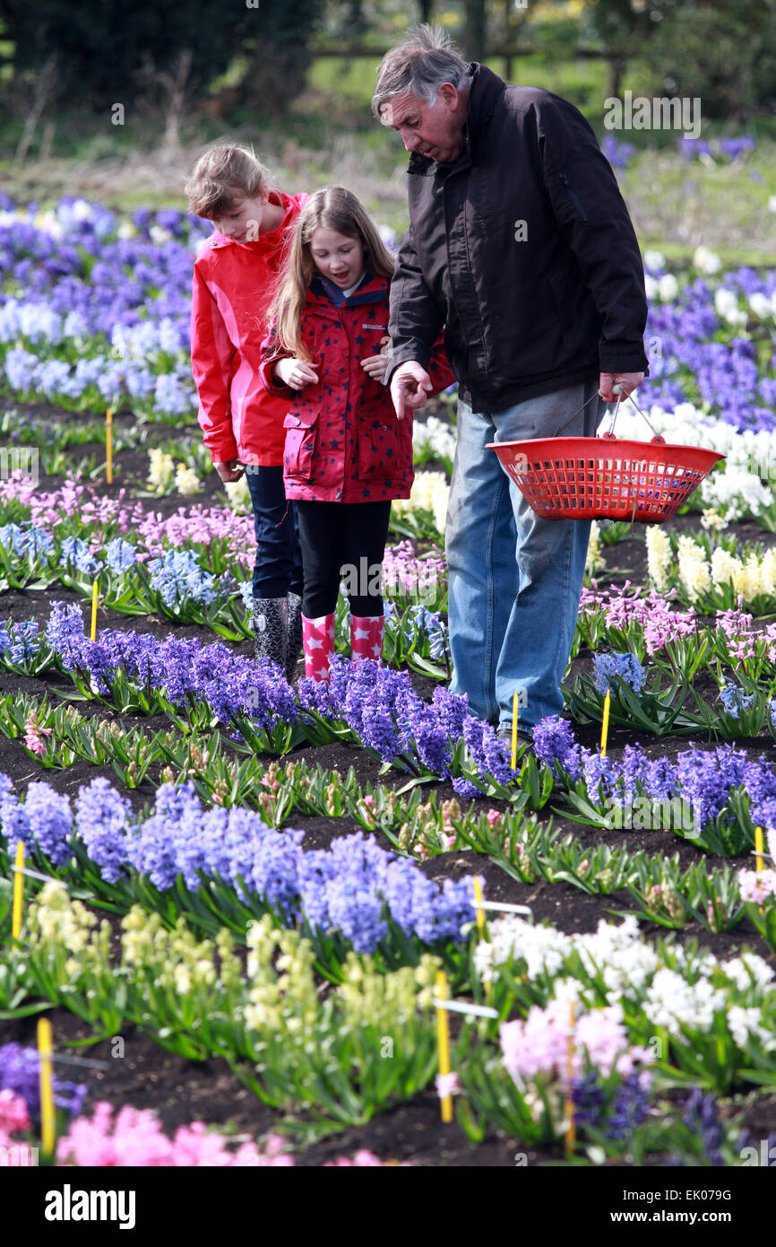 Hyacinth grower Alan Shipp . . Cambridge, UK . . 02.04.2015 Alan Shipp ...