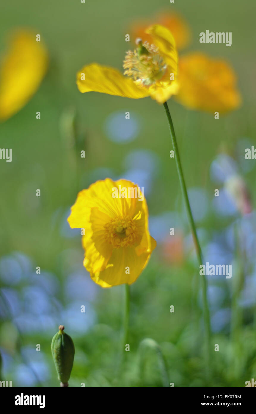 Wild Yellow Poppy Stock Photo - Alamy