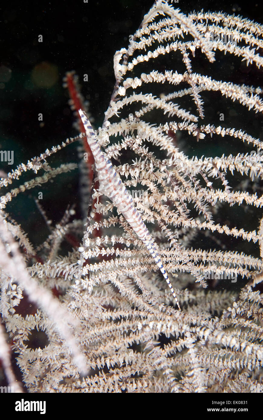 A Banded Tozeuma shrimp perches on a matching gorgonia, Raja Ampat ...