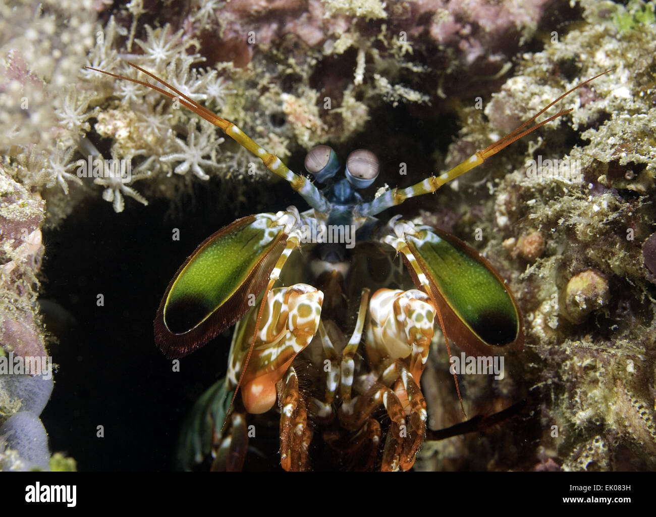 Peacock mantis shrimp, Odontodactylus scyllarus Stock Photo - Alamy