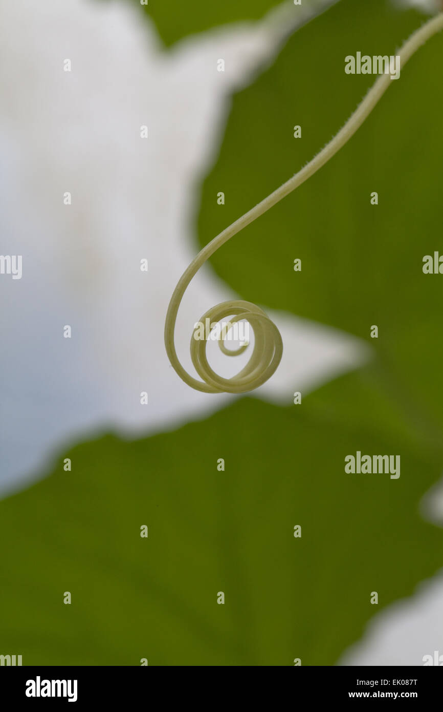Plant tendrils coiling hi-res stock photography and images - Alamy