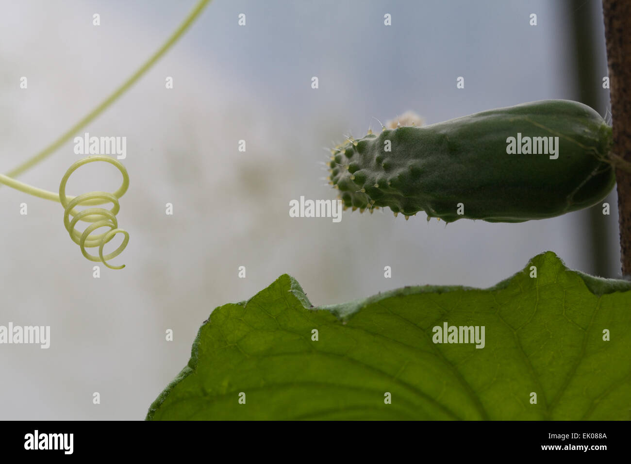 Plant tendrils coiling hi-res stock photography and images - Alamy