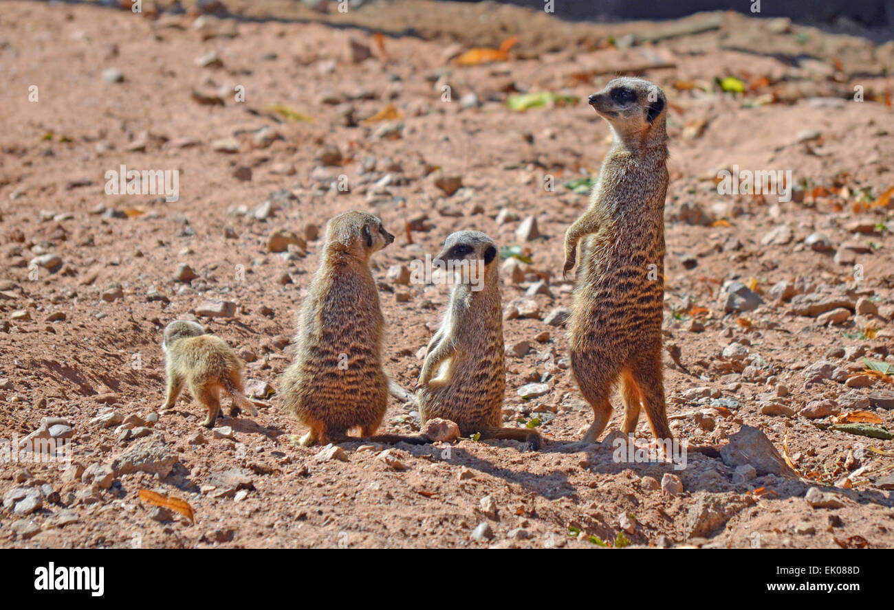 The Meerkat Family Stock Photo - Alamy
