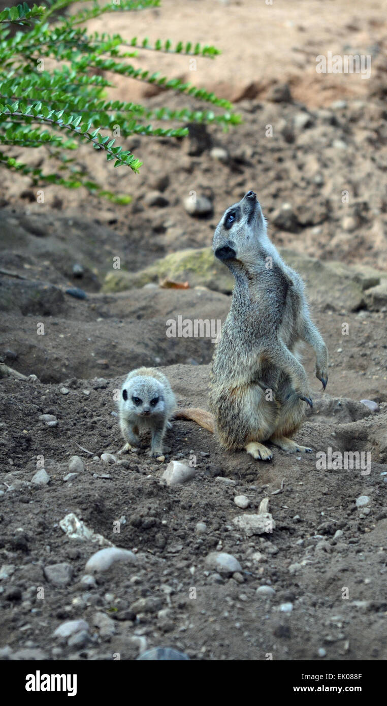 Adult meerkat baby hi-res stock photography and images - Alamy