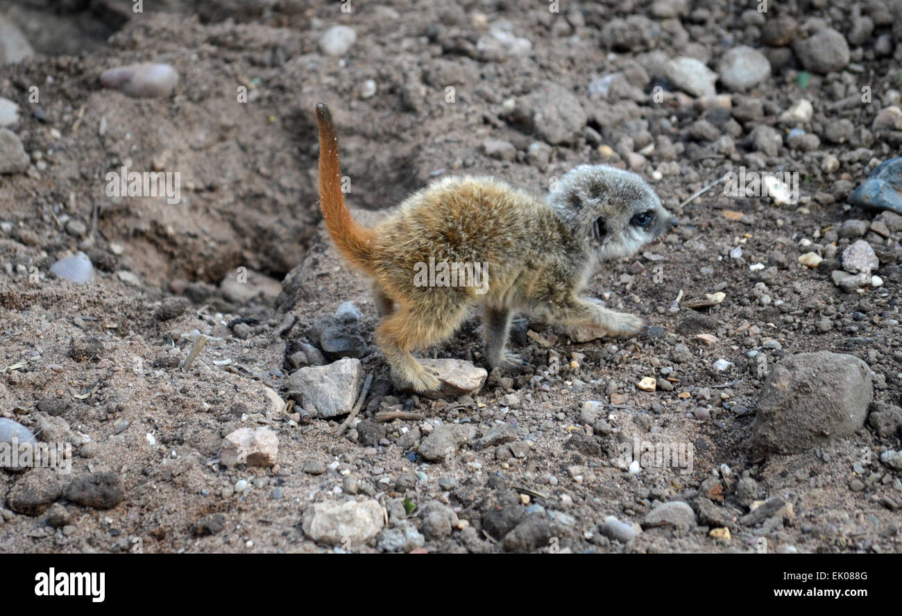 Baby Meerkat exploring Stock Photo - Alamy