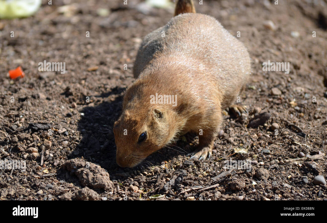 Prairie Dog Food And Prey