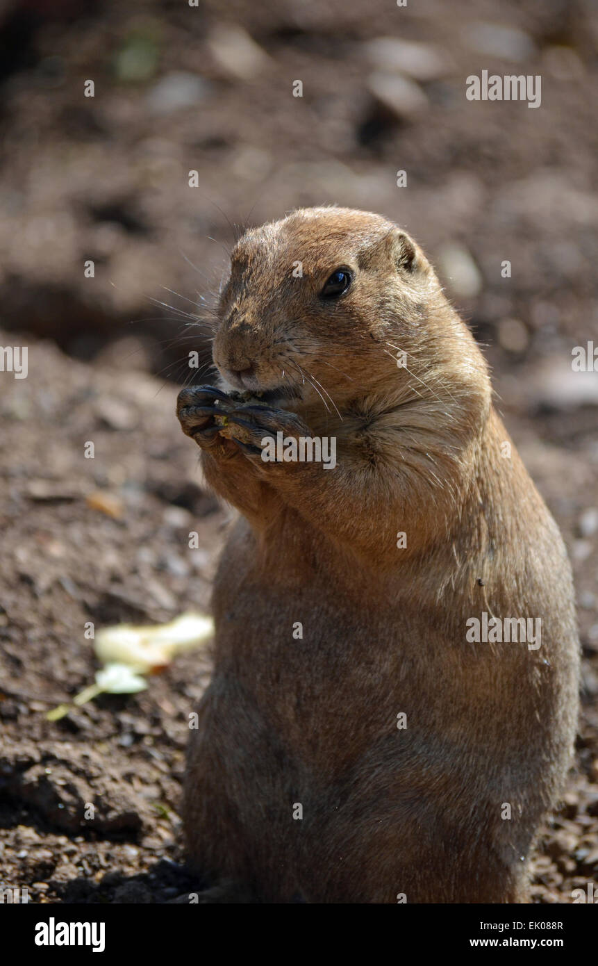 Feeding Prairie Dog Stock Photo - Alamy