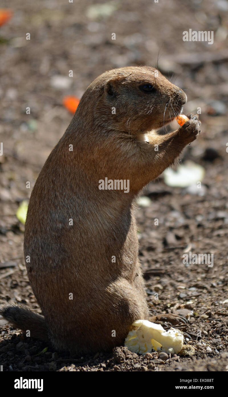 Sitting Prairie Dog Stock Photo - Alamy