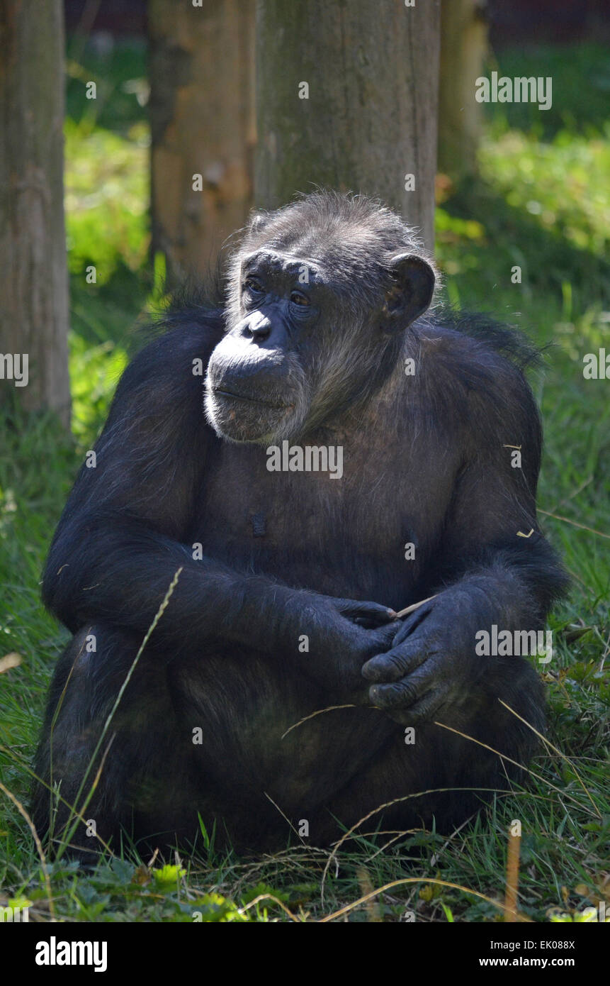Chimp twycross zoo hi-res stock photography and images - Alamy