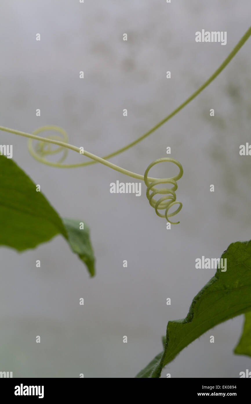 Cucumber plant tendrils climbing hi-res stock photography and images ...