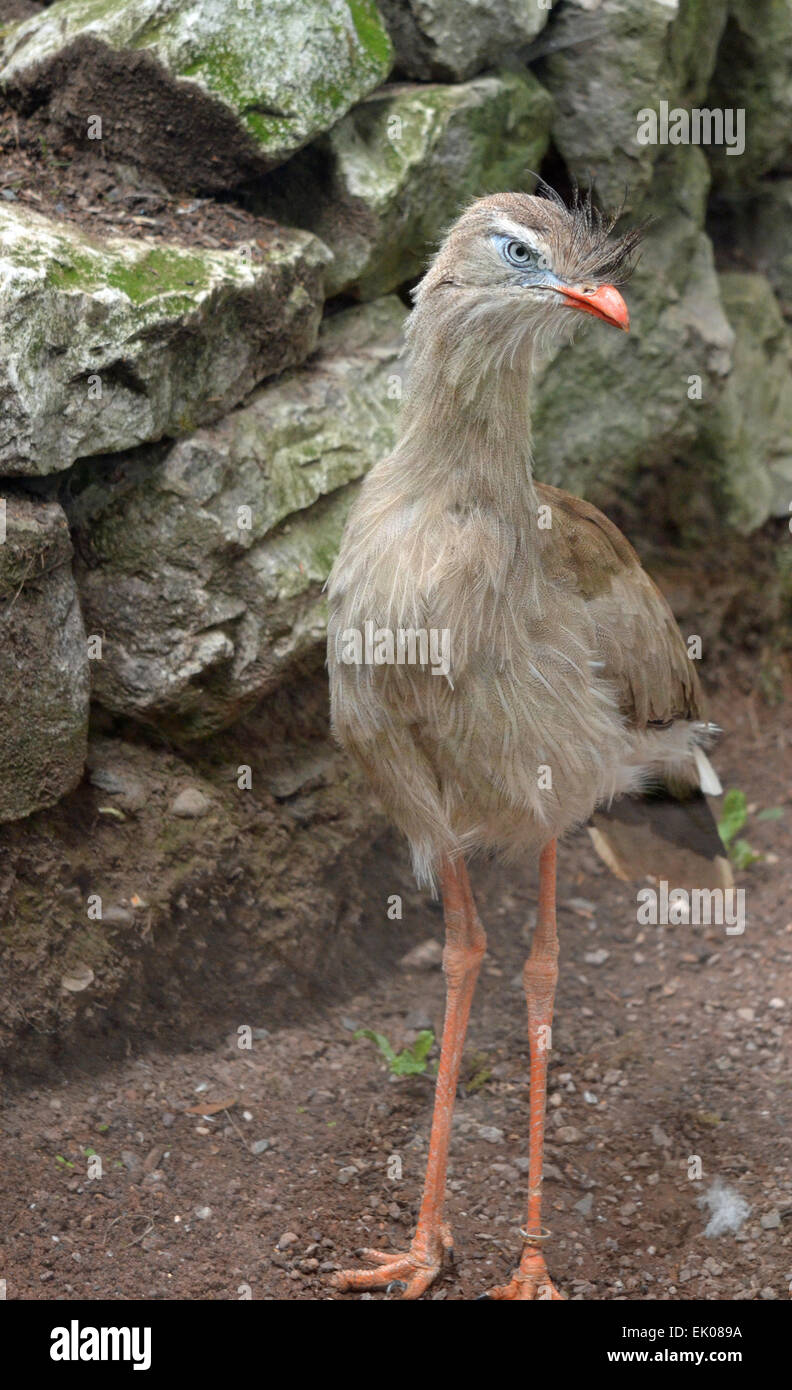 Red leg seriema hi-res stock photography and images - Alamy