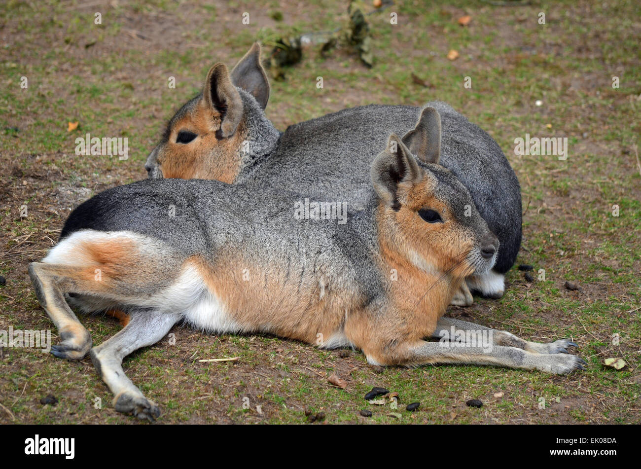Maras animal hi-res stock photography and images - Alamy
