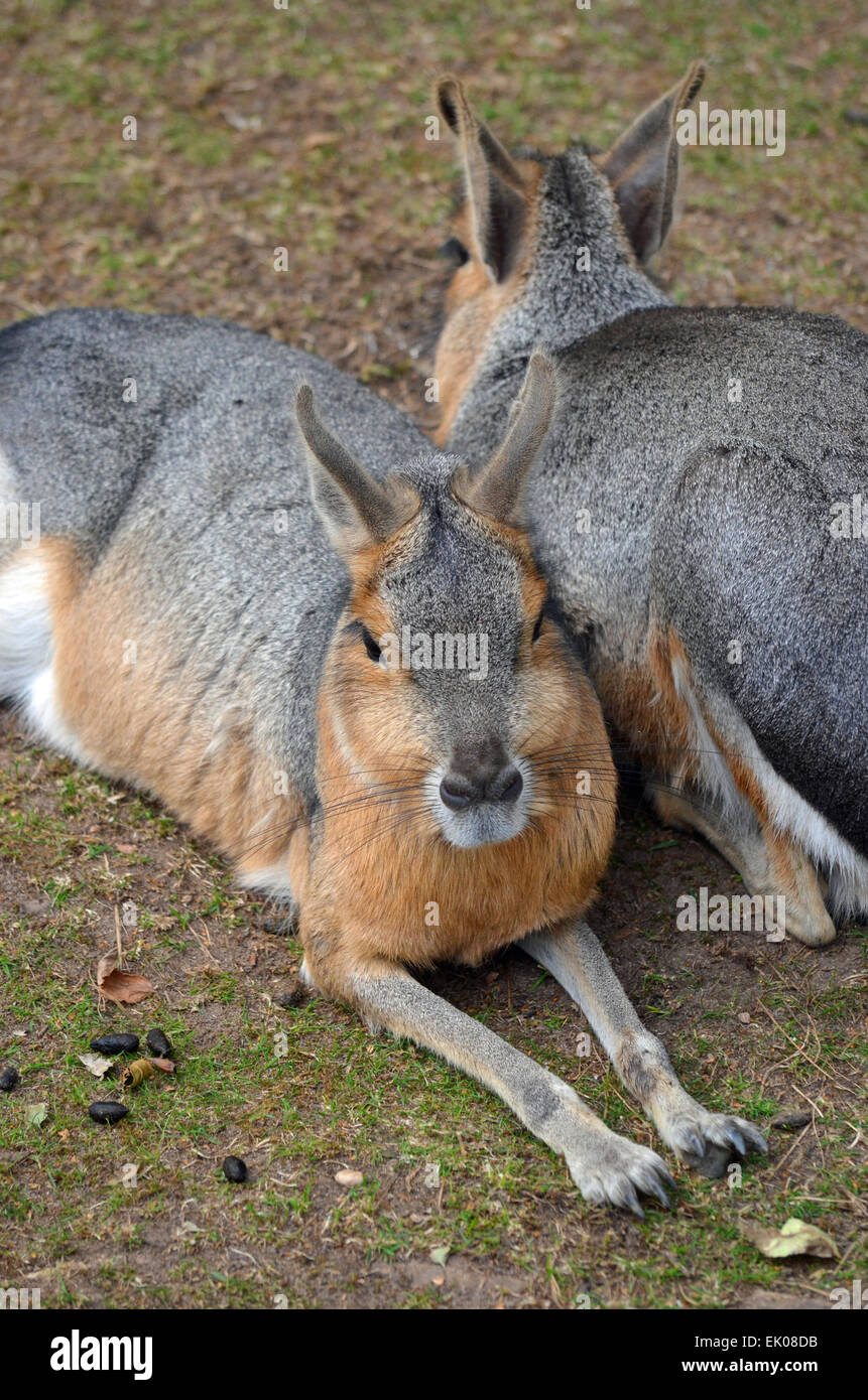 Maras animal hi-res stock photography and images - Alamy