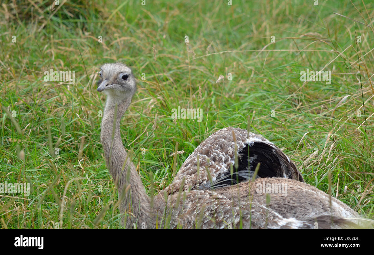 Darwin's Rhea Resting Stock Photo - Alamy