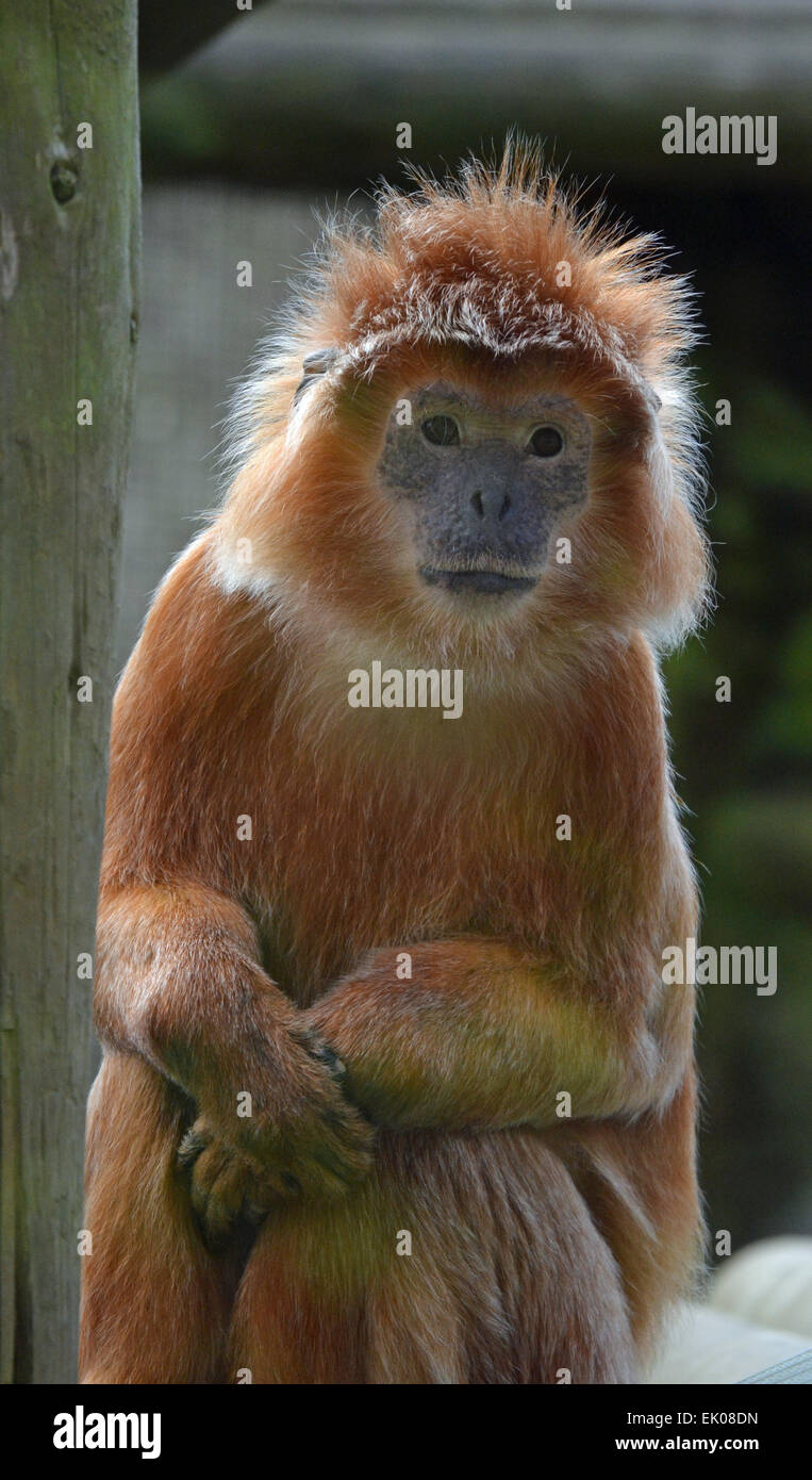 Javan hi-res stock photography and images - Alamy