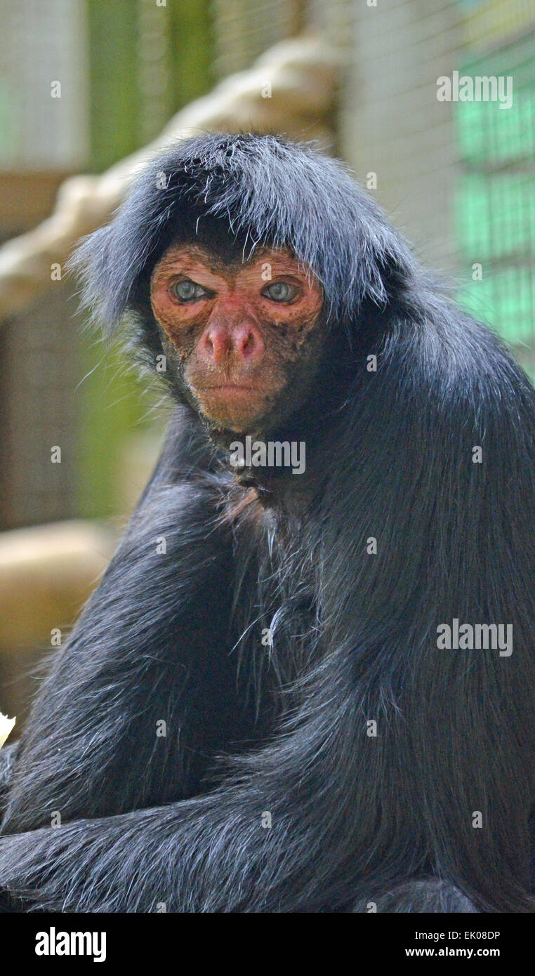 Black Headed Spider Monkey Stock Photo - Alamy