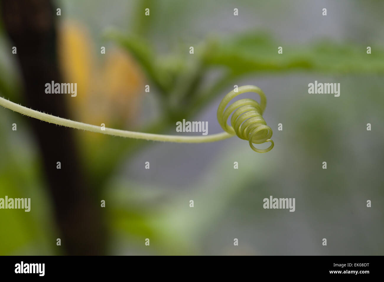 Cucumber plant tendrils climbing hi-res stock photography and images ...