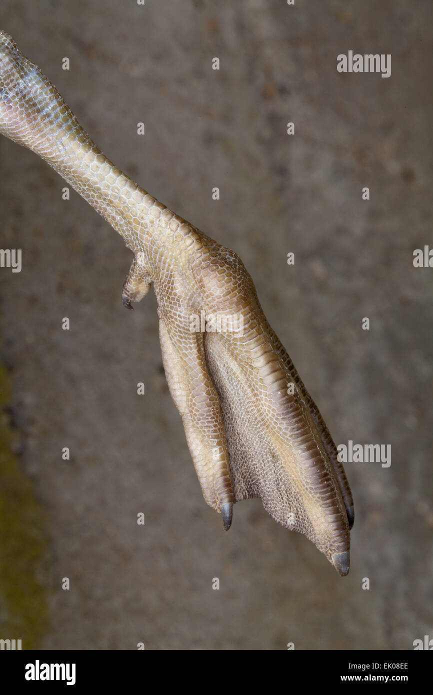 Left foot hi-res stock photography and images - Alamy