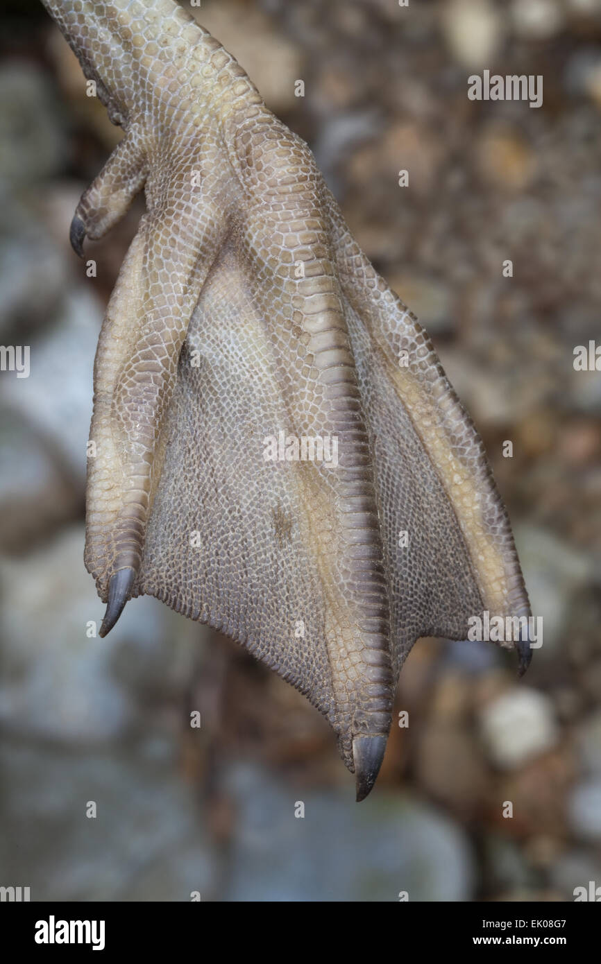Pink-footed Goose (Anser brachyrhynchus). Left foot of an immature ...