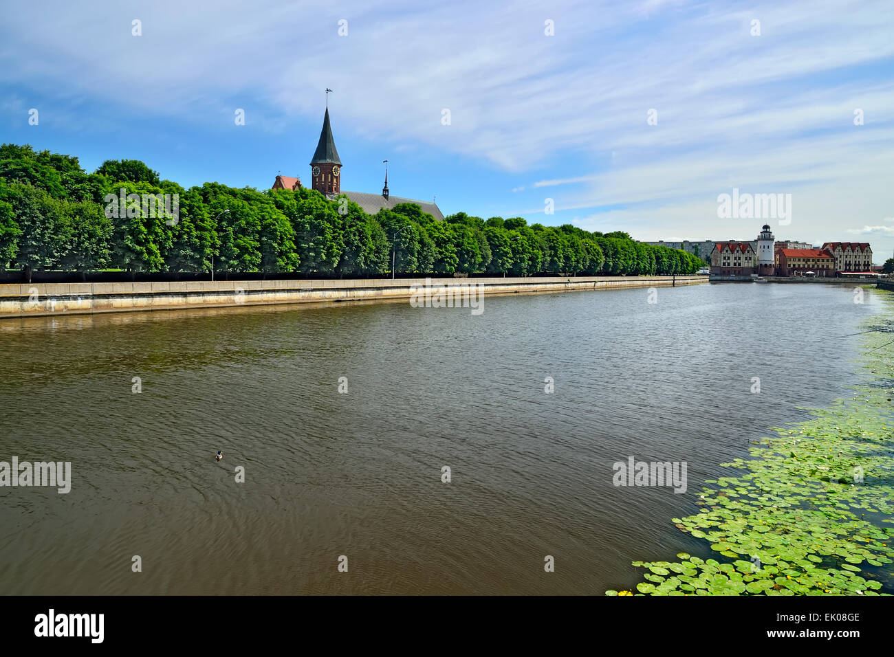 Koenigsberg Cathedral. Gothic 14th century. Symbol of the city of ...
