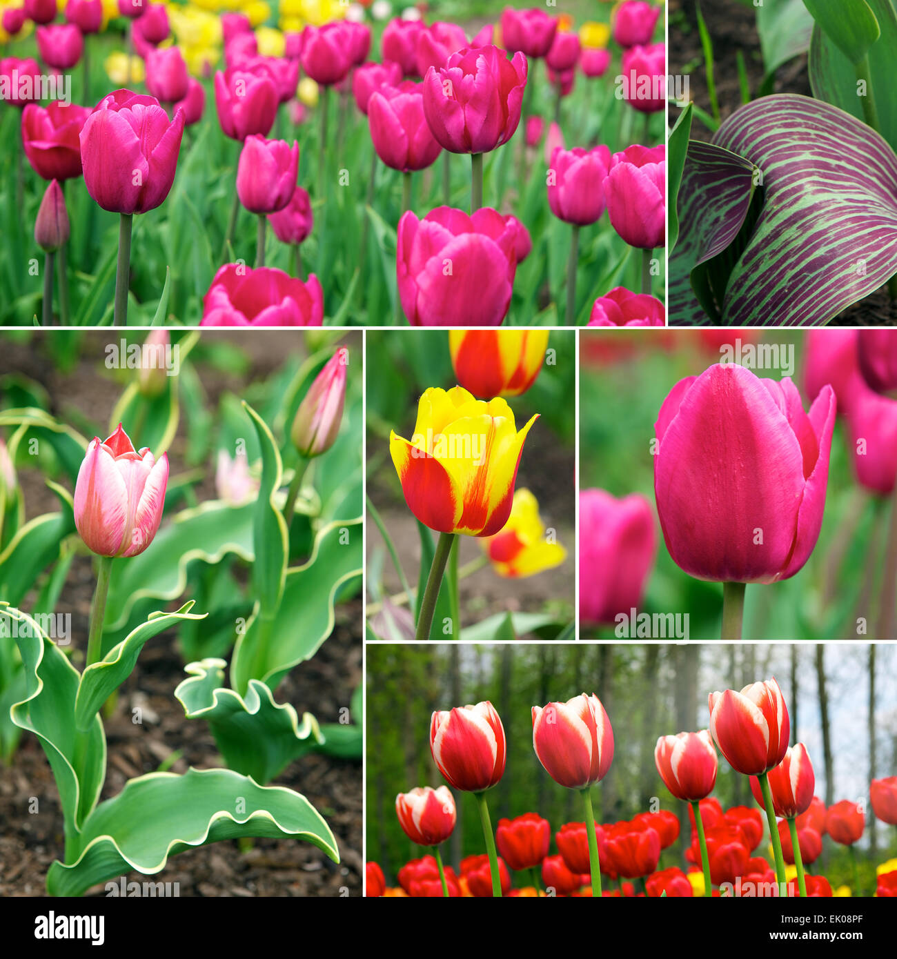 Cup shaped flowers hi-res stock photography and images - Alamy