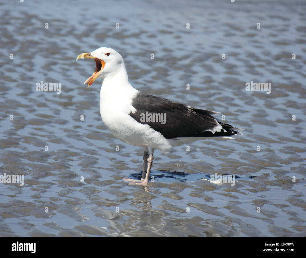 Black back gull on hi-res stock photography and images - Alamy