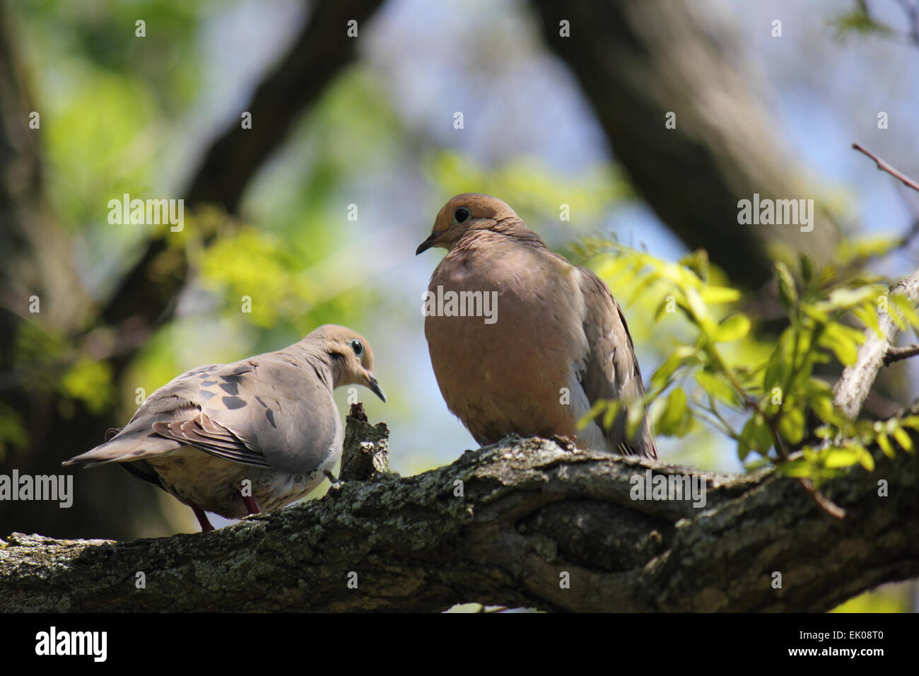 Mourning dove flight hi-res stock photography and images - Alamy
