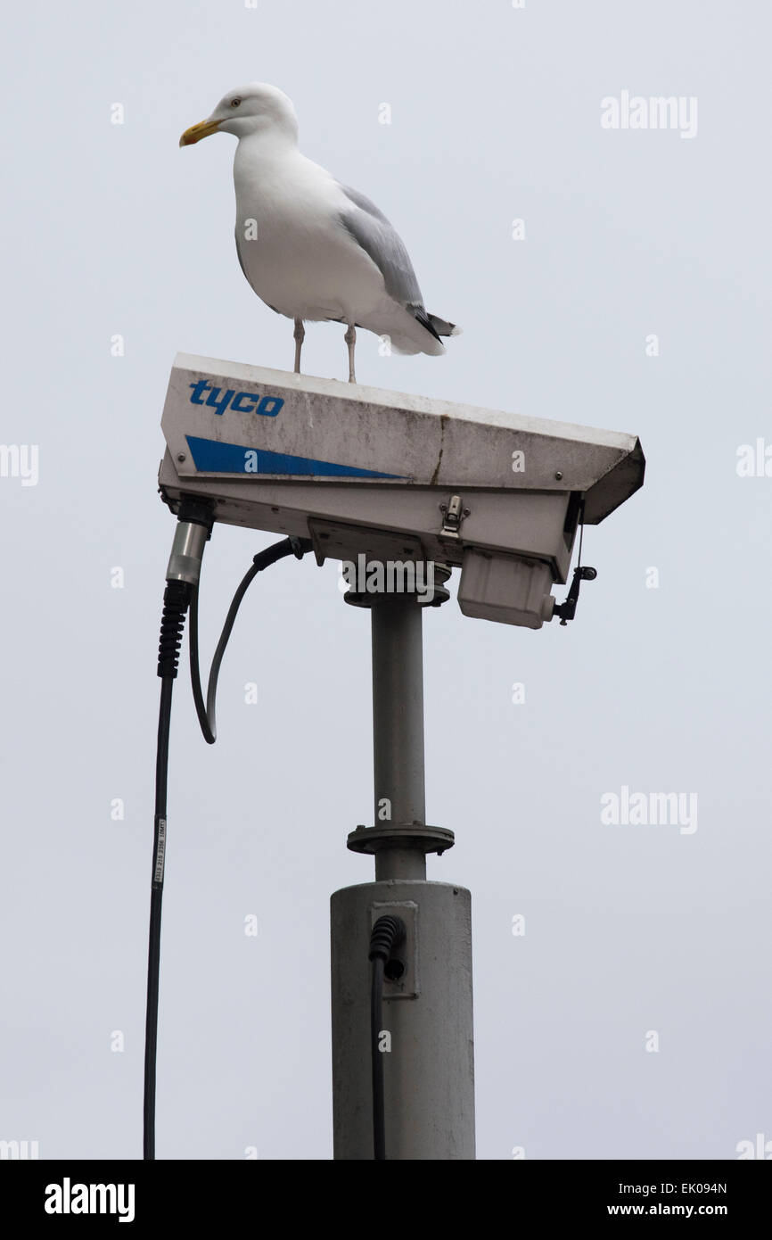 A seagull sits on top of a security camera Stock Photo - Alamy