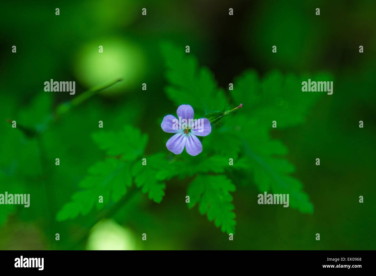 The bruce trail hi-res stock photography and images - Alamy