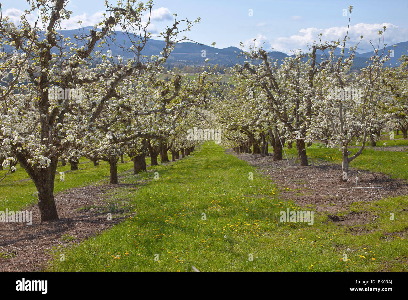 Apple growers hi-res stock photography and images - Alamy