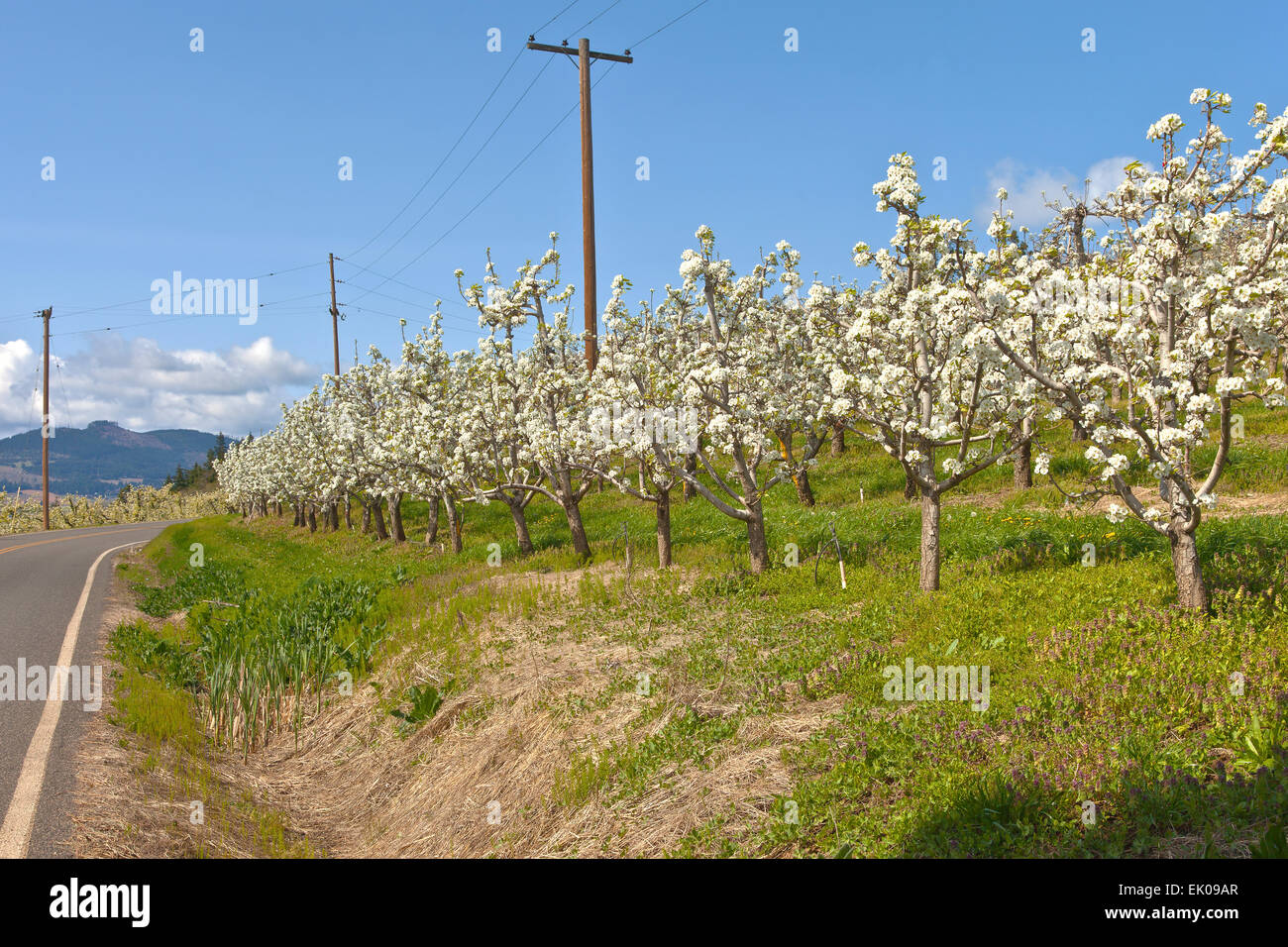 Field of apple trees bloom and barn in Hood River Oregon Stock Photo ...