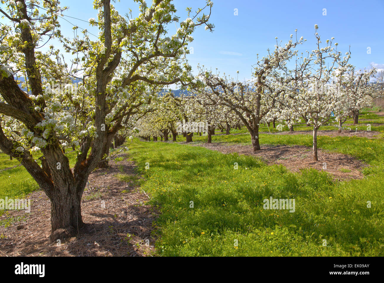 Field of apple trees bloom and barn in Hood River Oregon Stock Photo ...