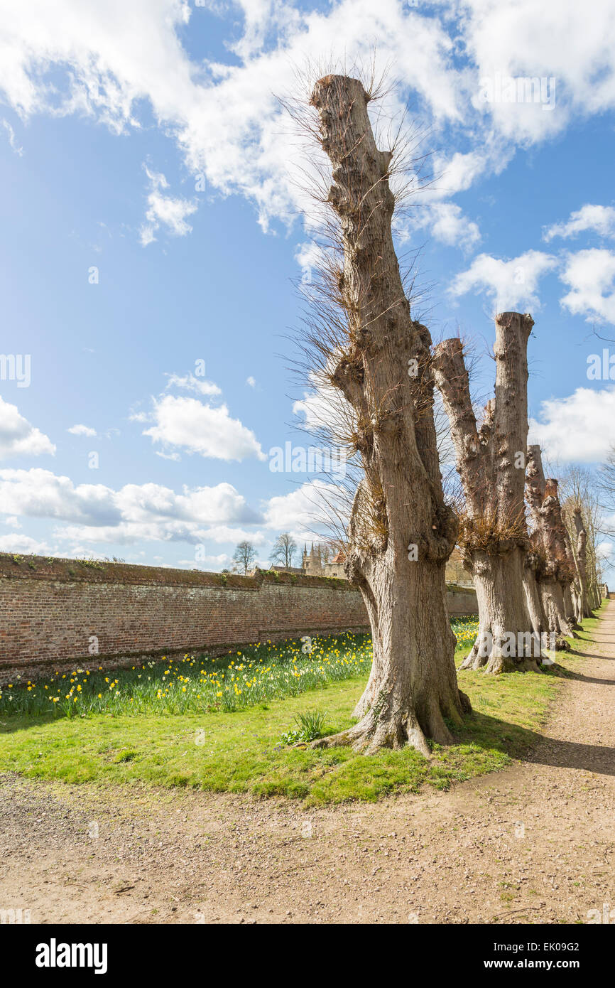 Avenue of pollarded lime trees, Penshurst Place, a 14th century country ...