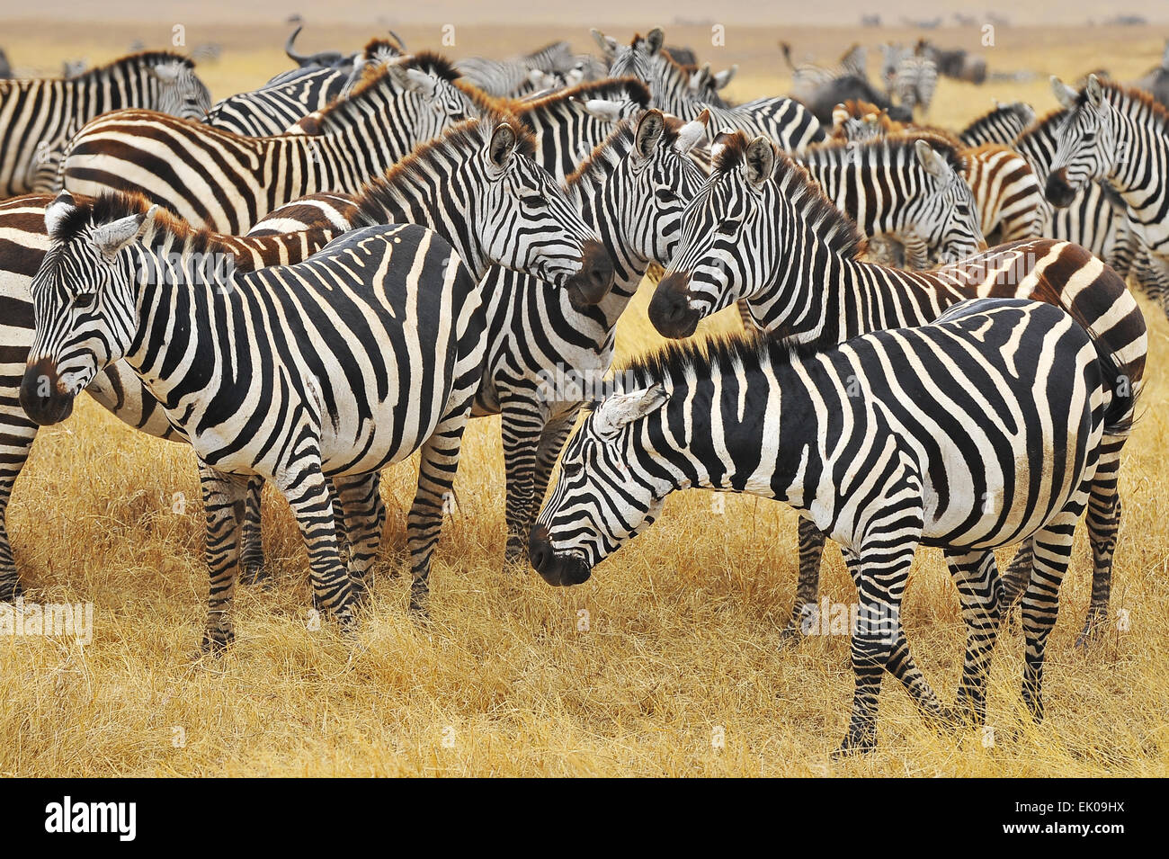 Zebra in Ngorongoro Crater Stock Photo - Alamy
