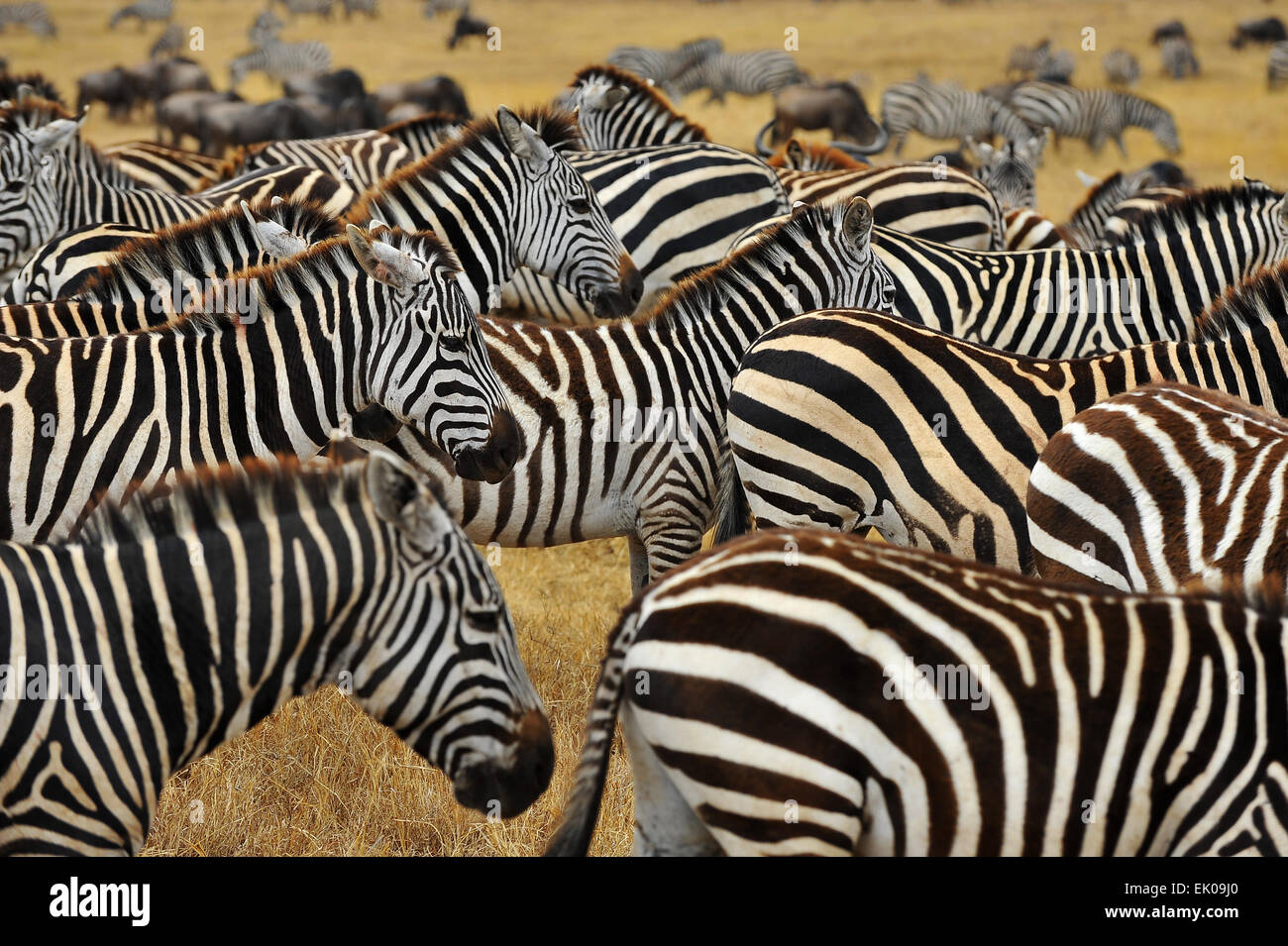 Zebra in Ngorongoro Crater Stock Photo - Alamy