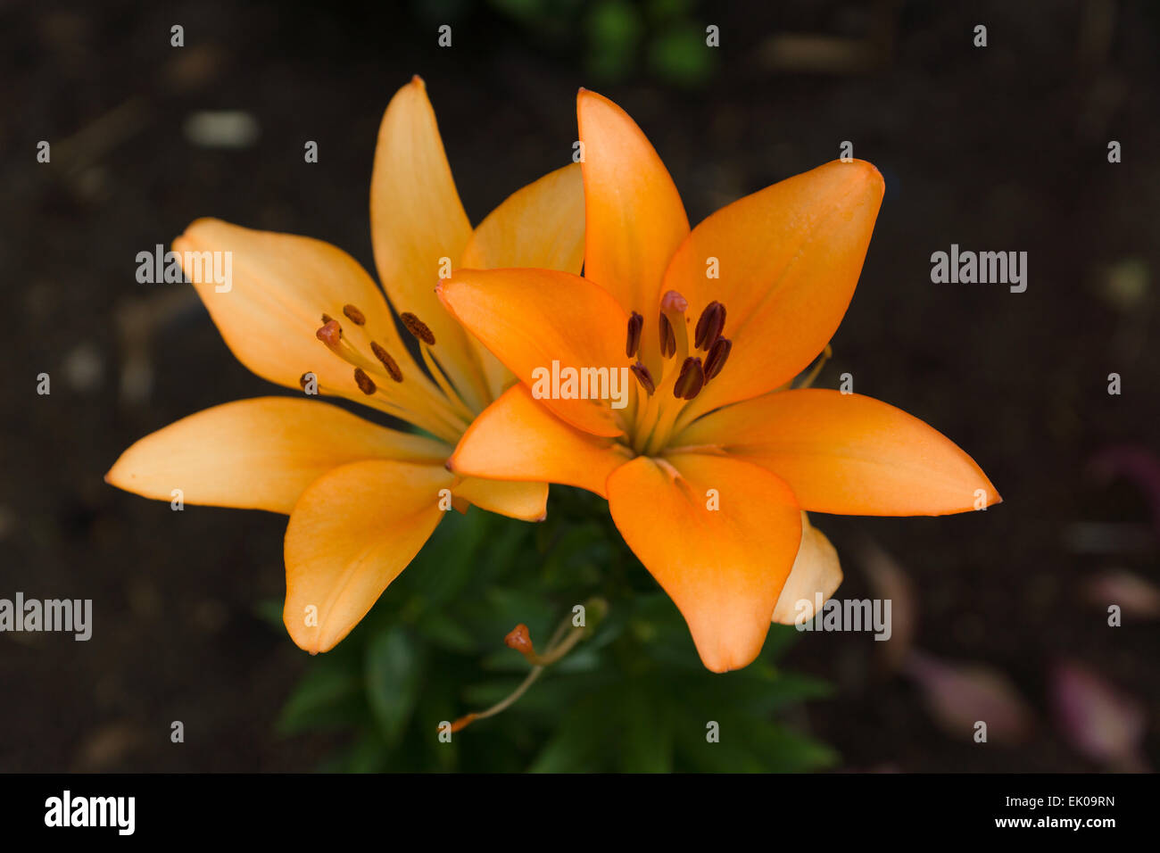beautiful flowers of a lily blossomed in a garden under the spring sun ...