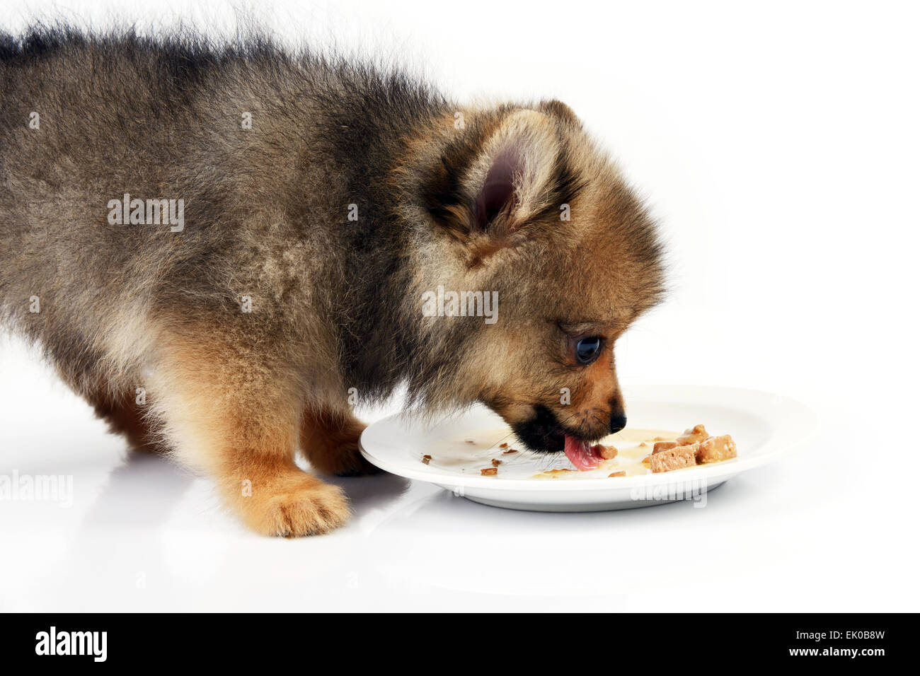 Brown pomeranian puppy enjoy eating on white background Stock Photo - Alamy
