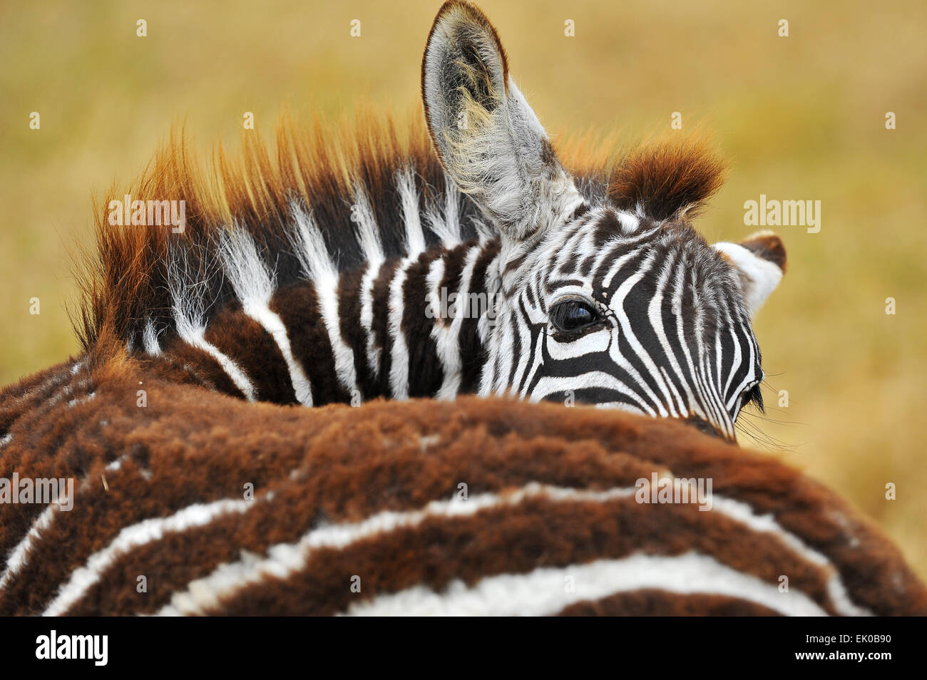 Zebra looking back hi-res stock photography and images - Alamy