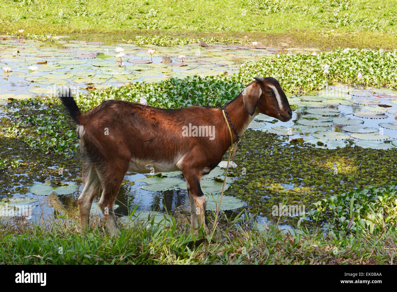 A village goat Stock Photo - Alamy