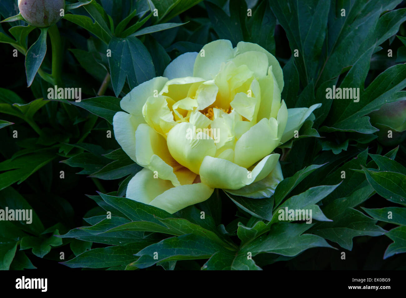 Yellow tree peony hi-res stock photography and images - Alamy