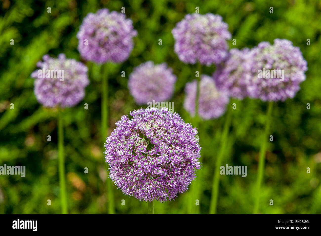 Allium flower heads Stock Photo - Alamy